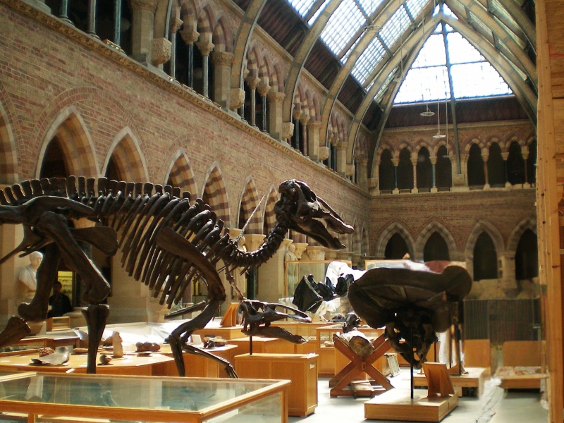 Discover the Ashmolean Museum: A Treasure of Oxford