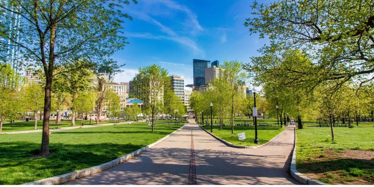 The Great Elm in Boston: A Historical Landmark